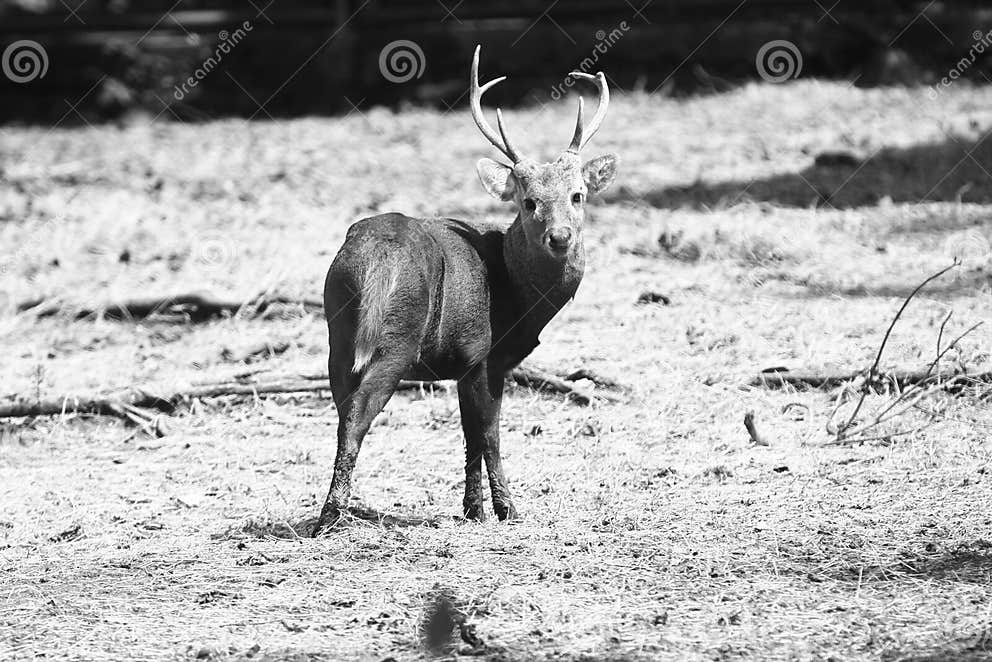 A stag looking back stock photo. Image of safari, monochrome - 266261164