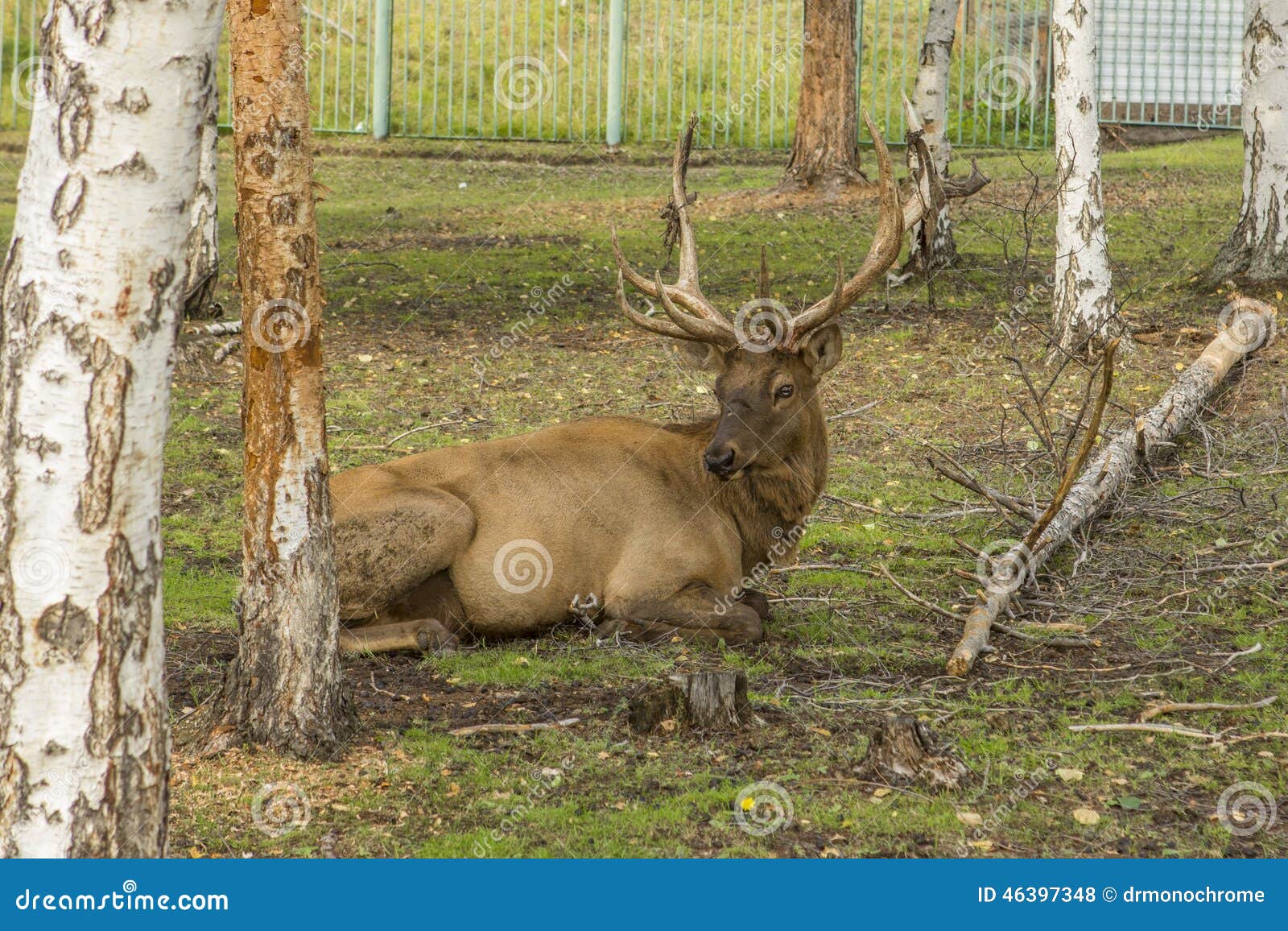 142 Stag Lying Down Photos - Free & Royalty-Free Stock Photos from ...