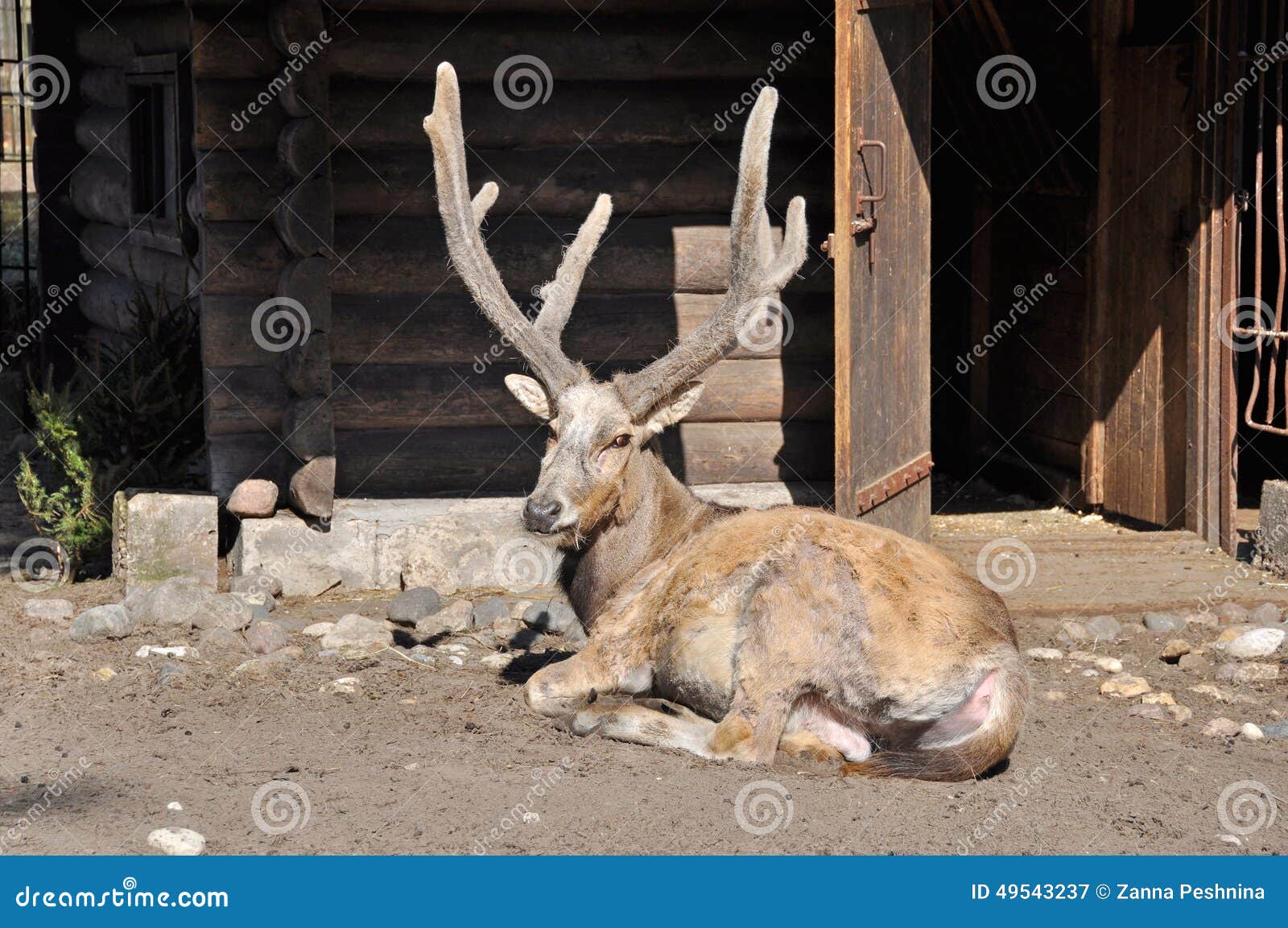 Stag lying stock image. Image of home, deer, cute, hunting - 49543237