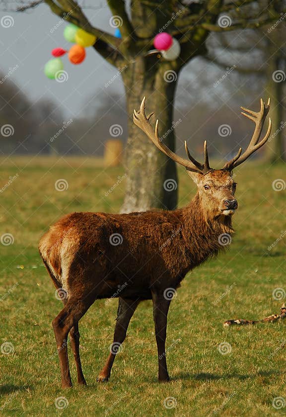 Stag Night stock image. Image of stag, richmond, night - 8650221