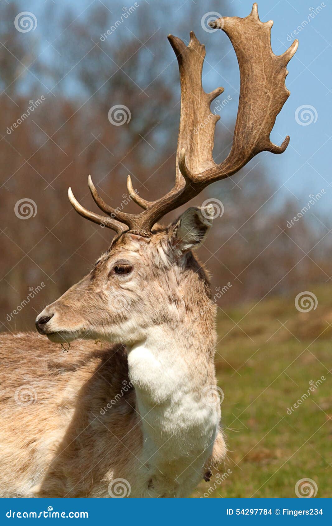 Stag portrait stock photo. Image of brown, portrait, fauna - 54297784