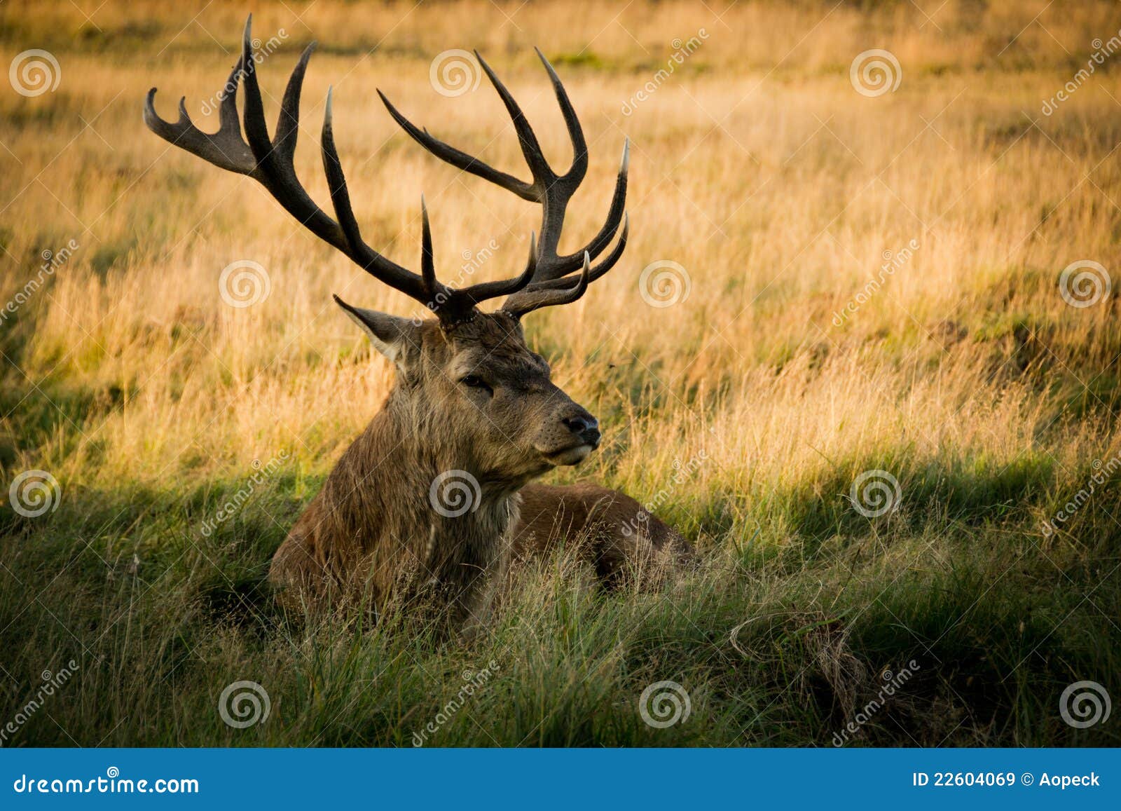 Stag Resting stock image. Image of dominance, field, alone - 22604069