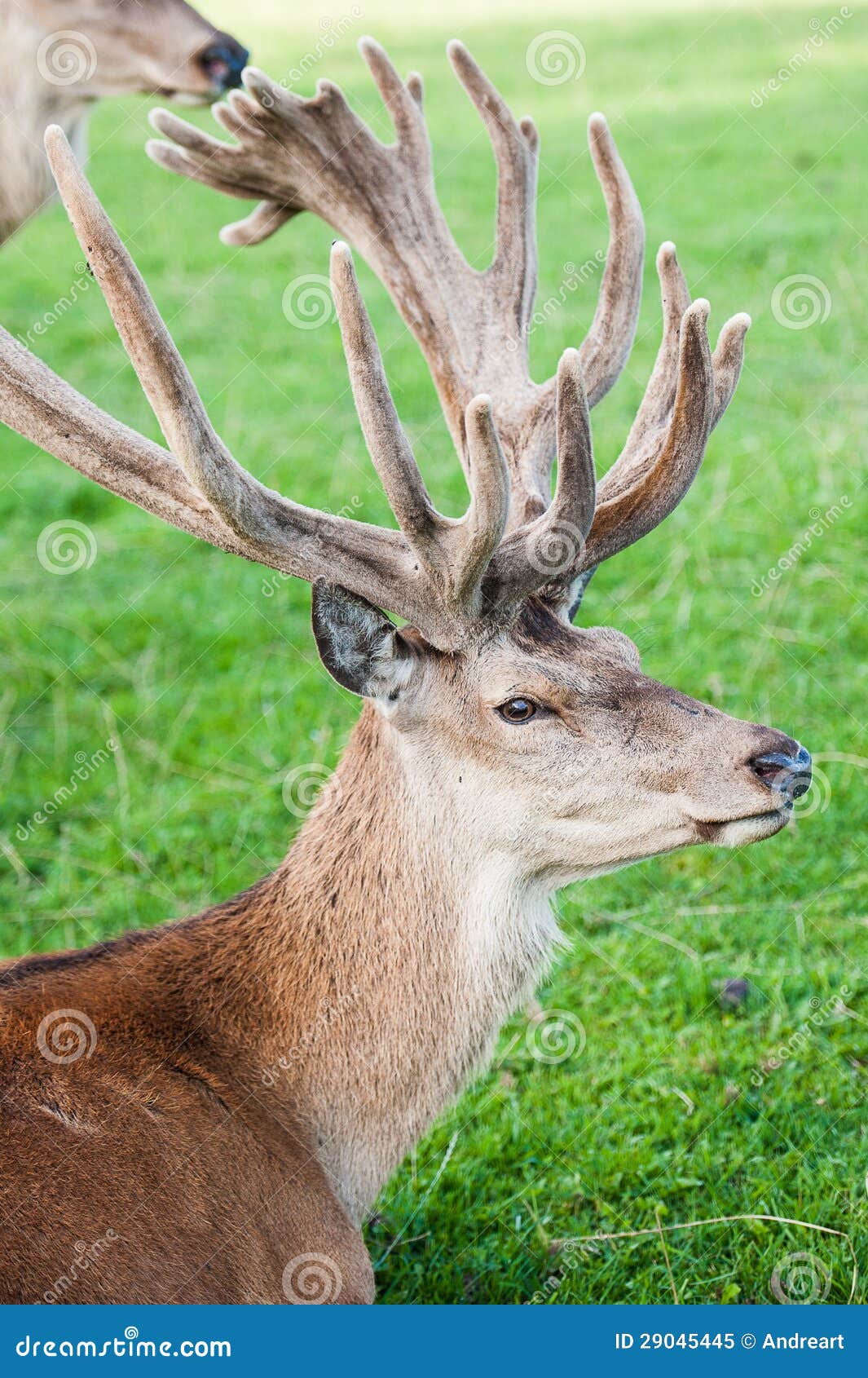 Stag resting stock image. Image of grassy, watching, resting - 29045445