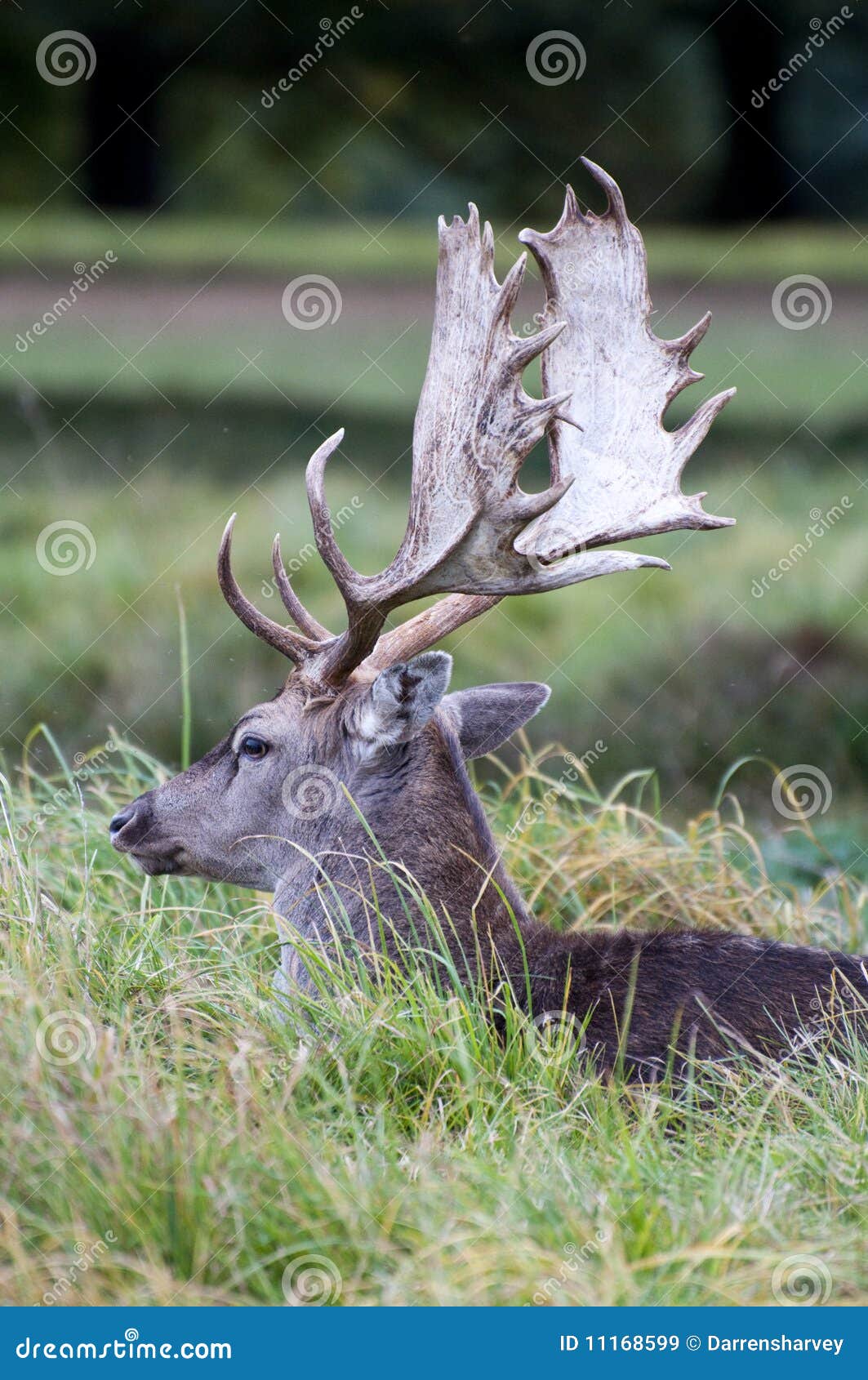 A Stag Resting at Charlecote Park Stock Image - Image of grass, autumn ...