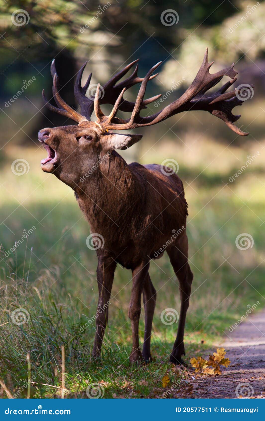 Stag roaring stock image. Image of mating, season, summer - 20577511