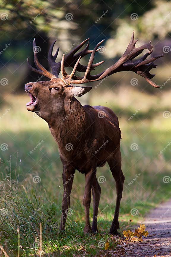 Stag roaring stock image. Image of mating, season, summer - 20577511