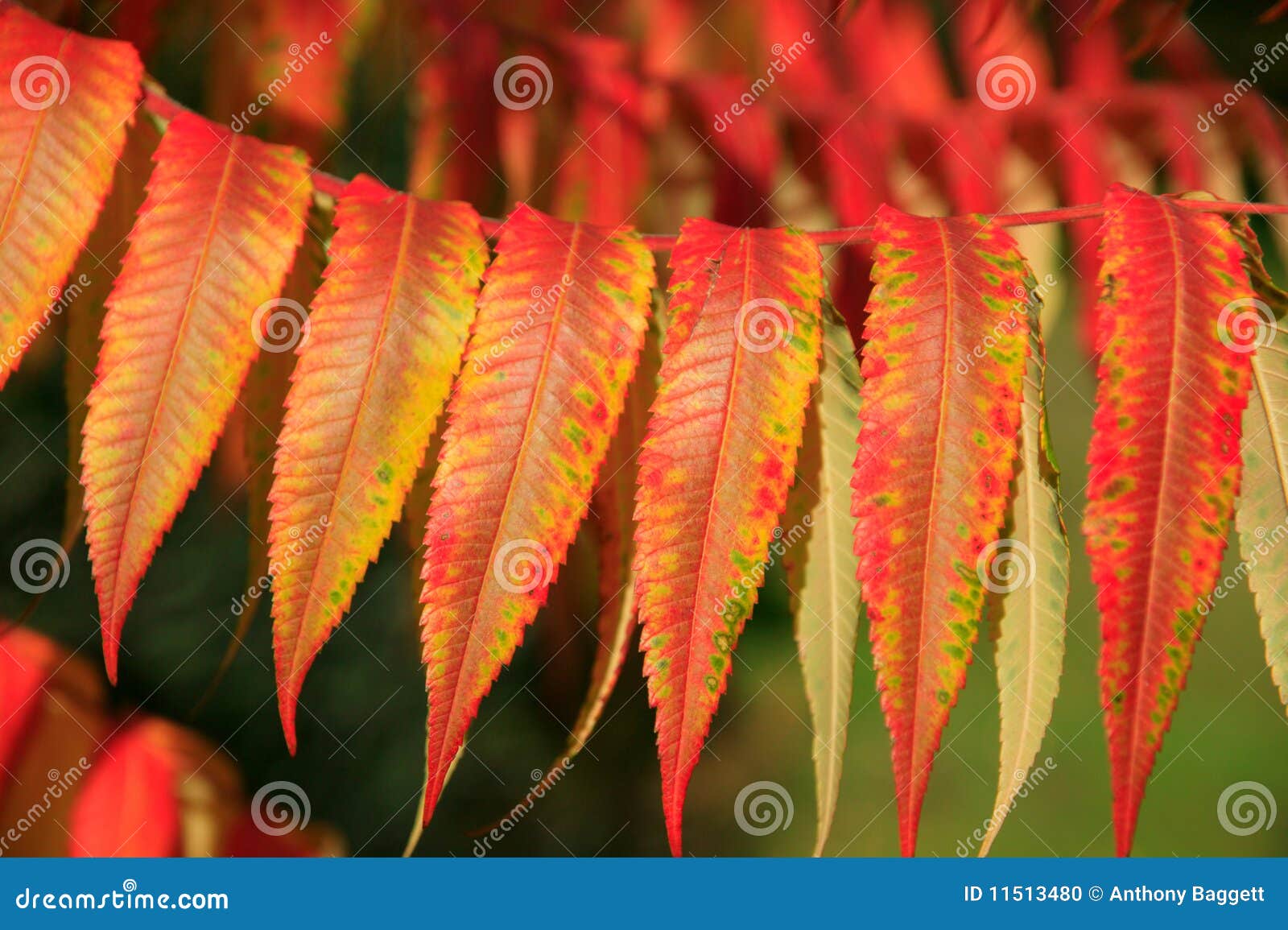 Rhus Typhina `Dissecta` Cut-Leaf Staghorn Sumac Stock Image ...