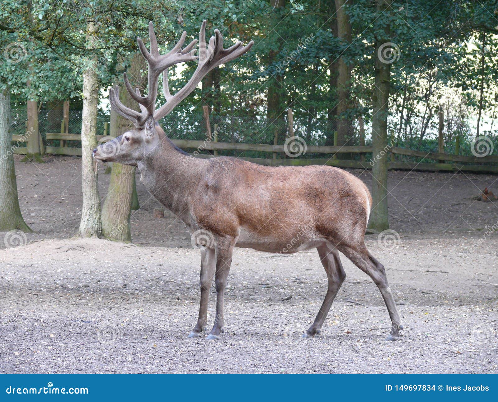Stag stock photo. Image of deer, horn, male, antlers - 149697834