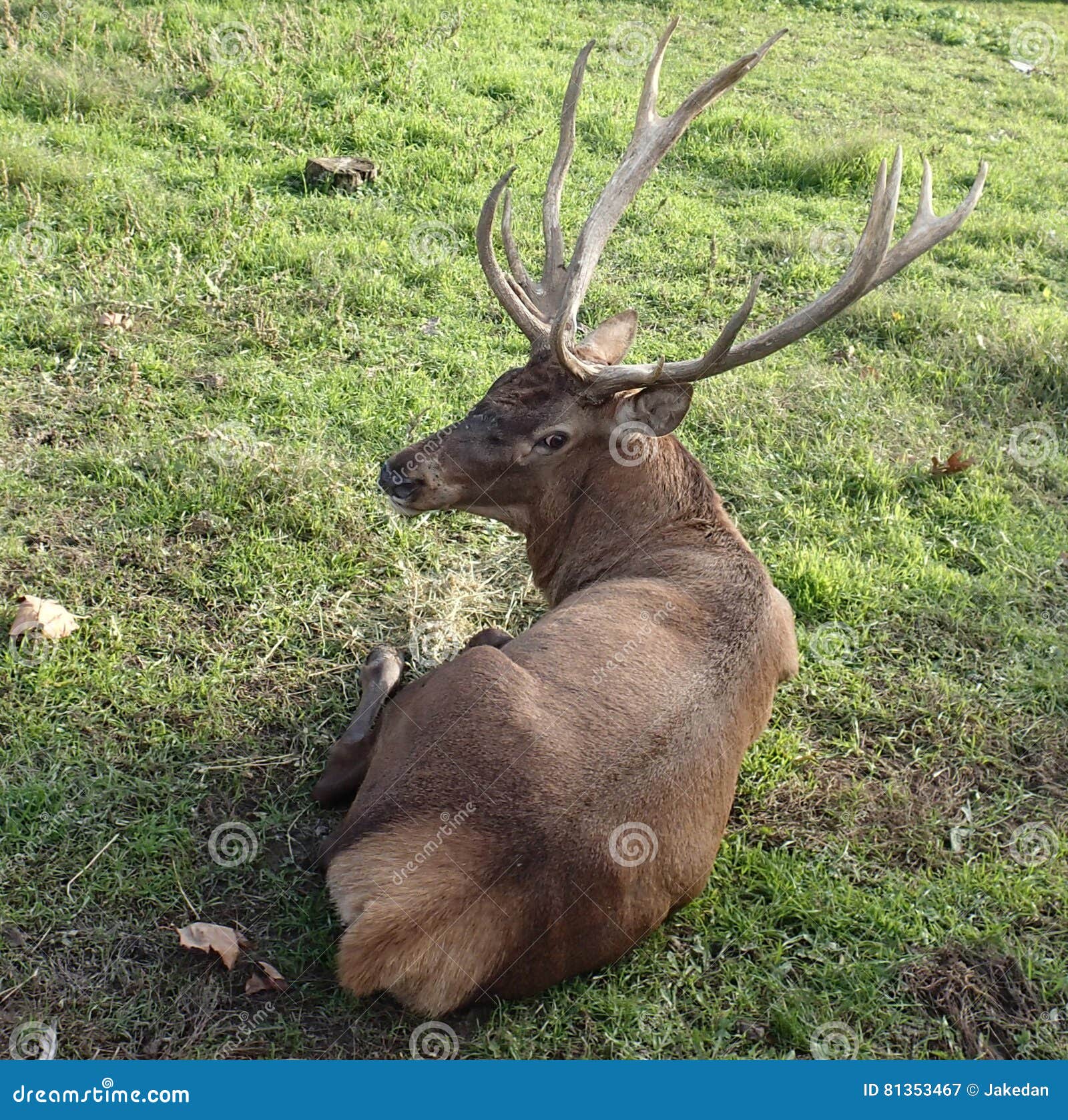 Stag sitting on grass stock image. Image of wildlife - 81353467