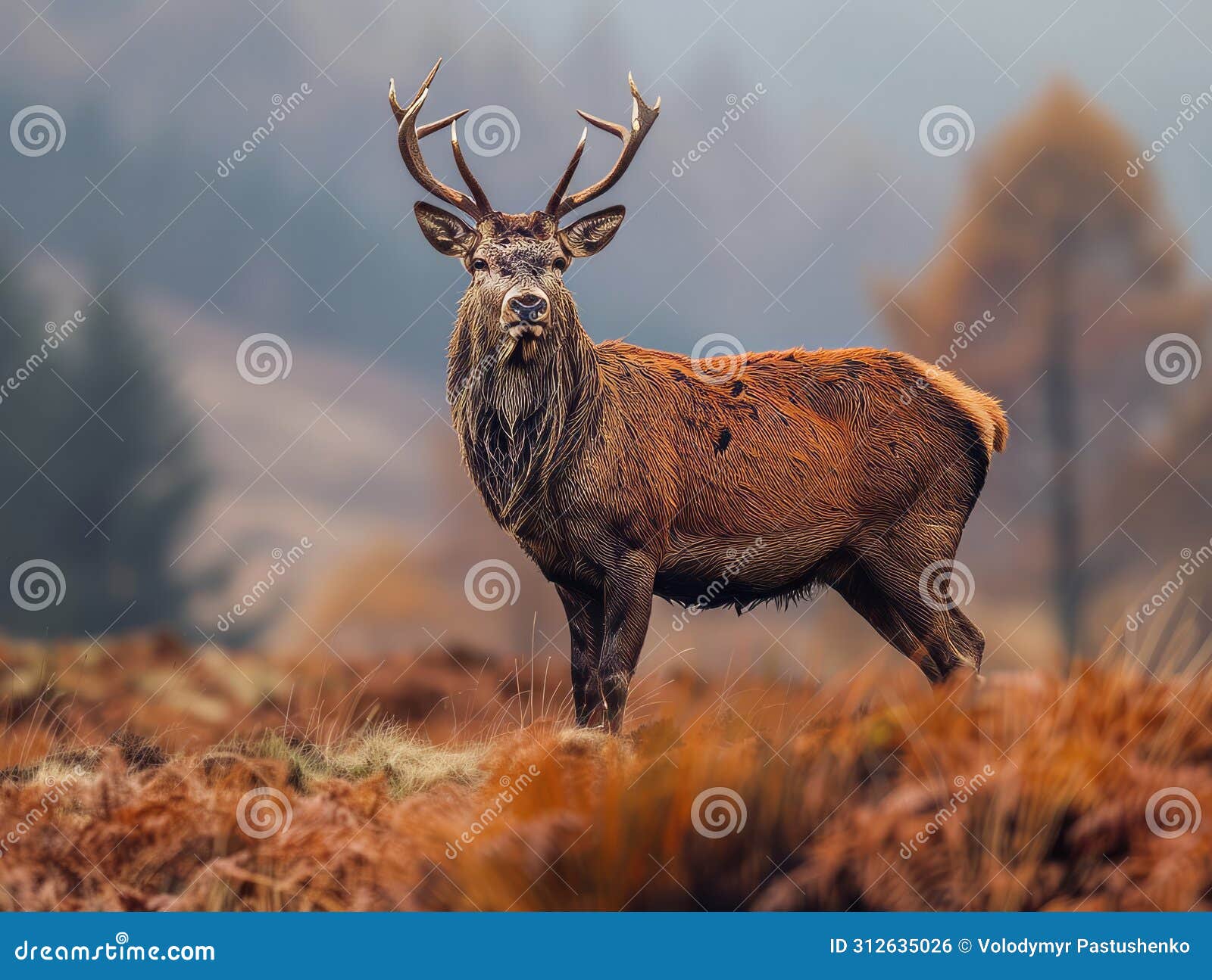 A Stag Standing in a Field with Trees in the Background Stock Photo ...