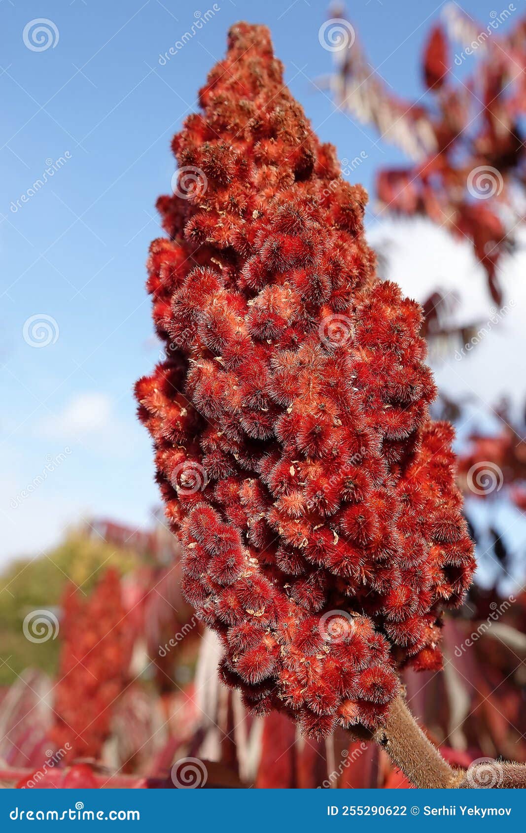 Stag sumac tree stock photo. Image of garden, summer - 255290622