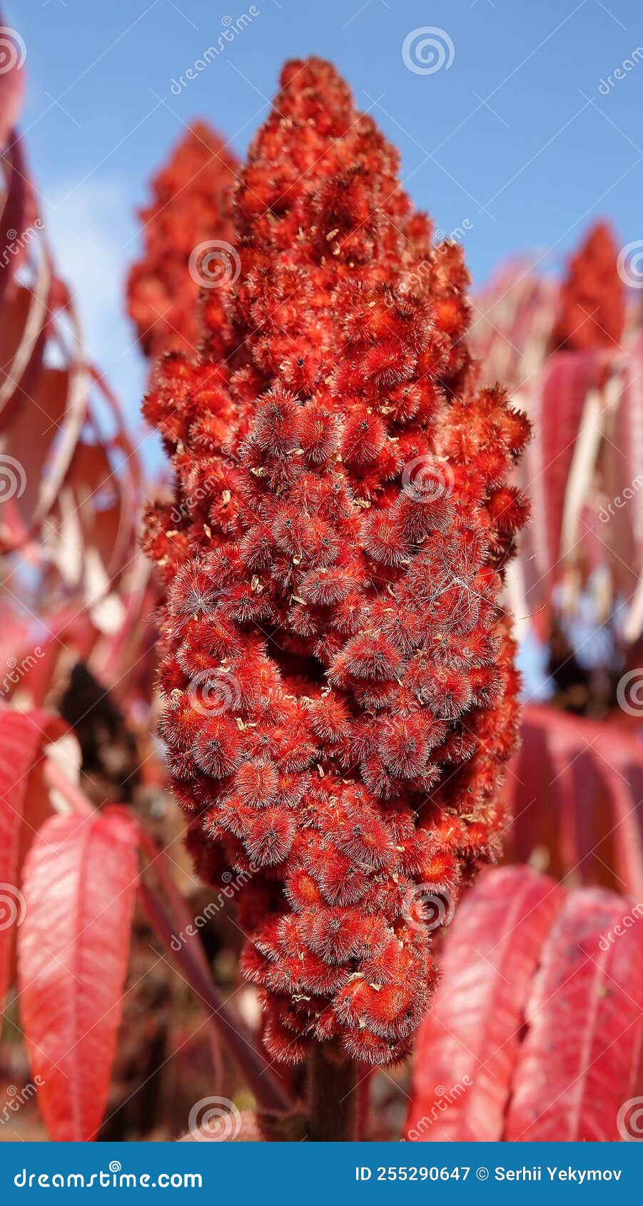 Stag sumac tree stock image. Image of growing, branch - 255290647