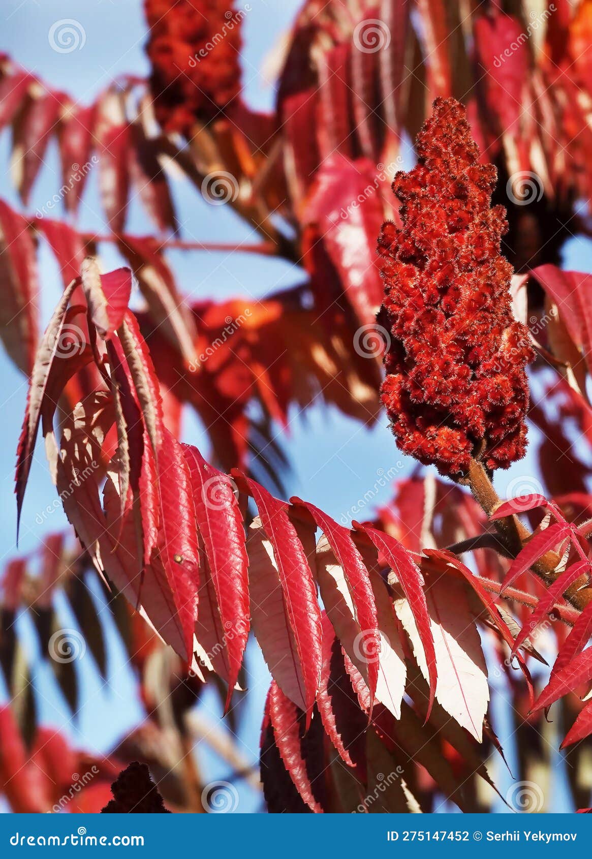 Stag sumac tree stock photo. Image of gardener, growing - 275147452