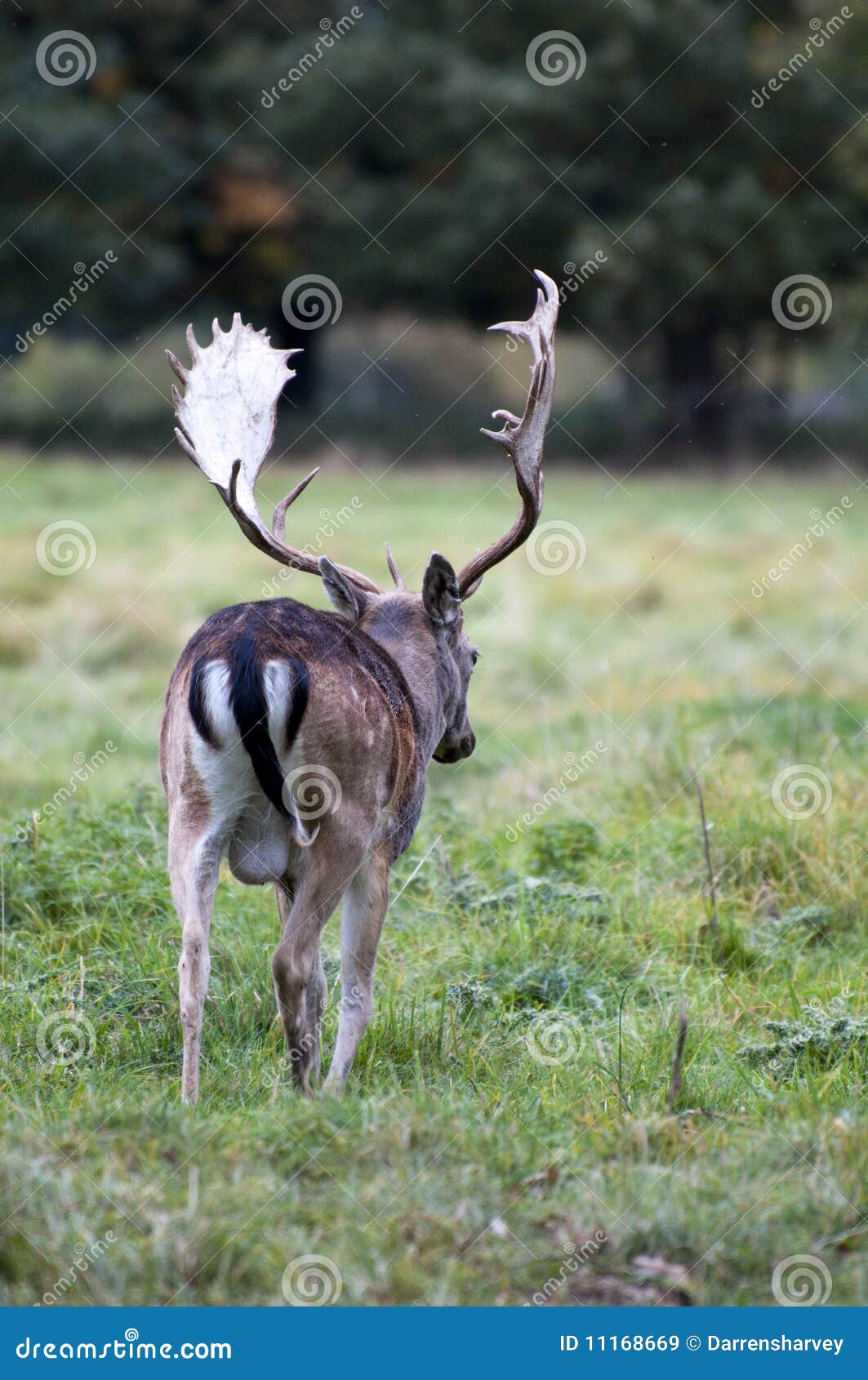 A Stag Walking Away at Charlecote Park Stock Image - Image of grass ...