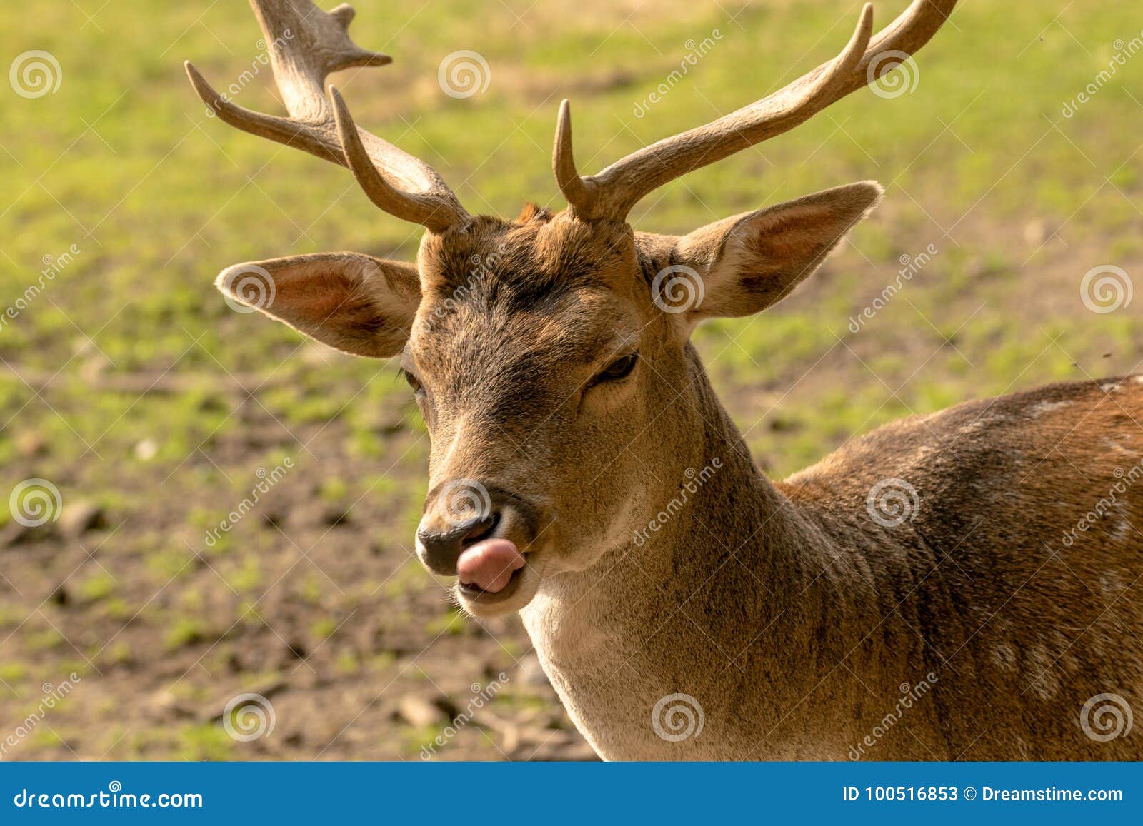 Stag with tounge stock image. Image of warm, wildlife - 100516853