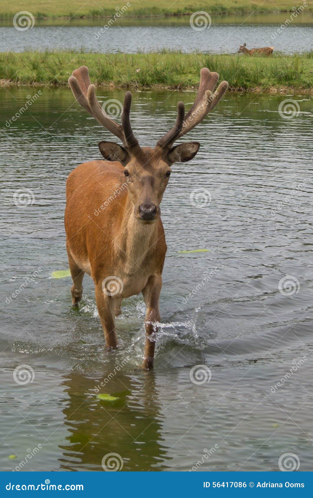 Stag in water stock photo. Image of water, stag, ditch - 56417086