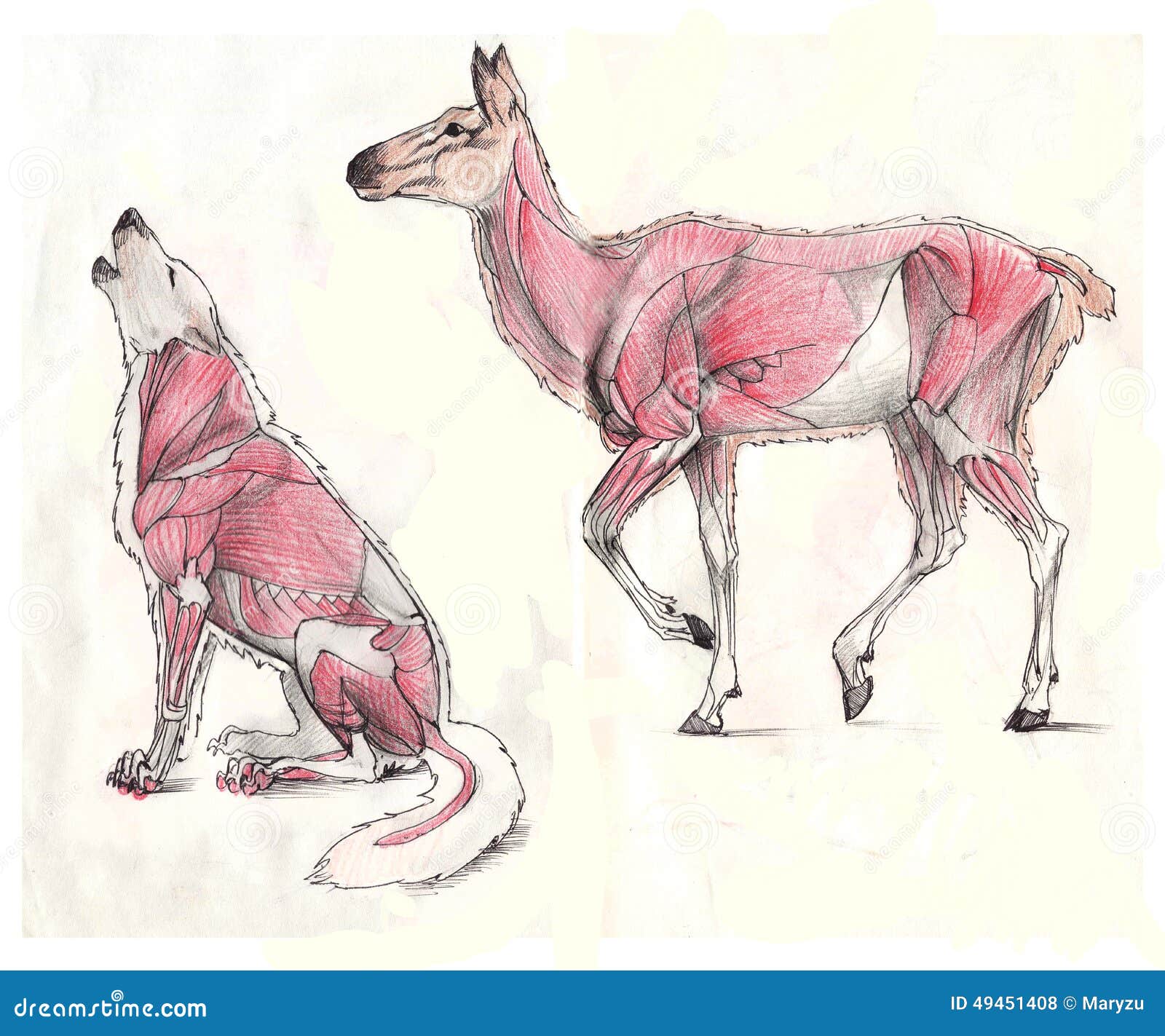 Stag_wolf 库存例证. 插画 包括有 女主持人, 手工, 铅笔, 野生生物, 投反对票, 敌意, 雄鹿 - 49451408