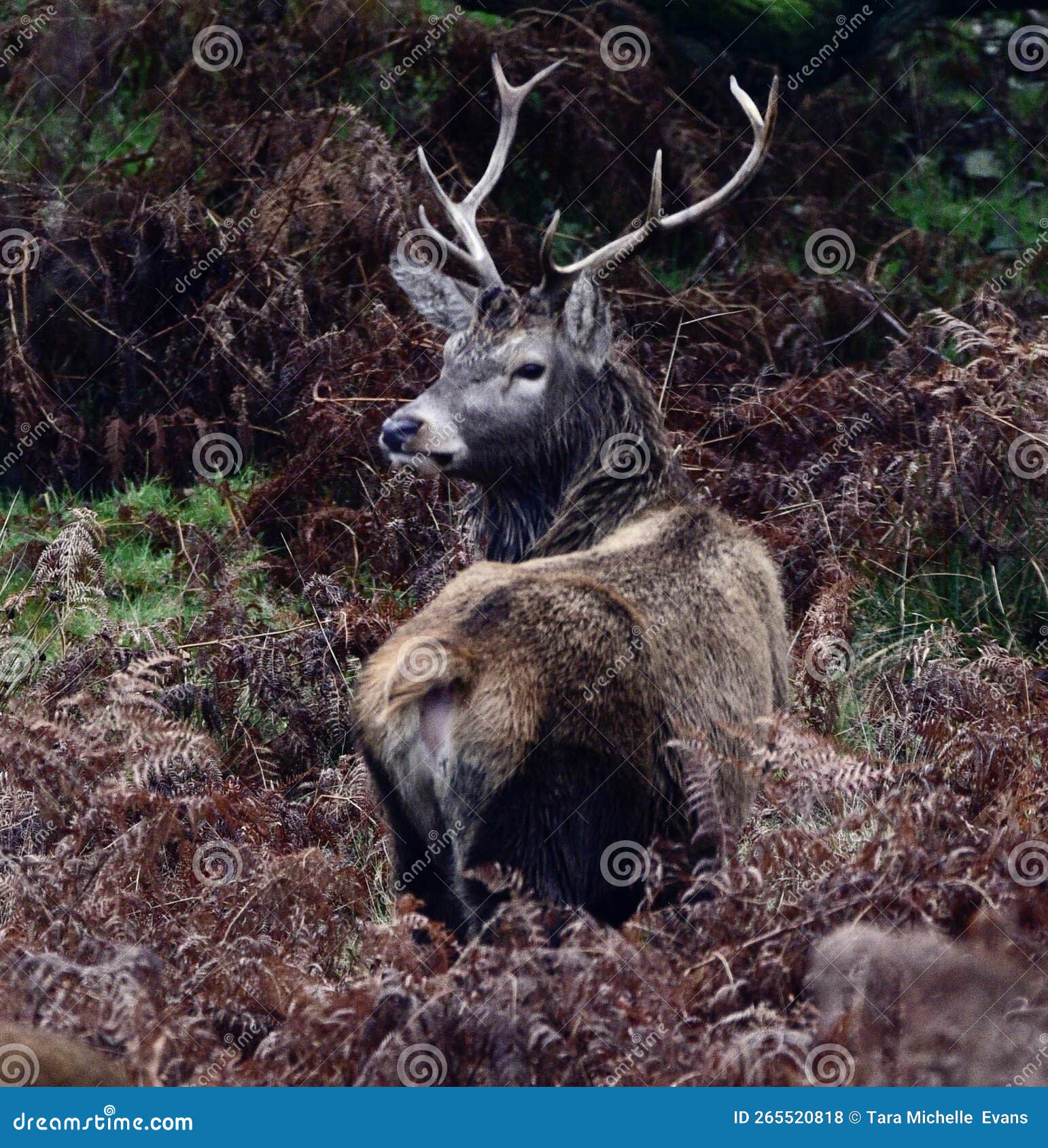 Stag stock photo. Image of england, district, peak, incredible - 265520818