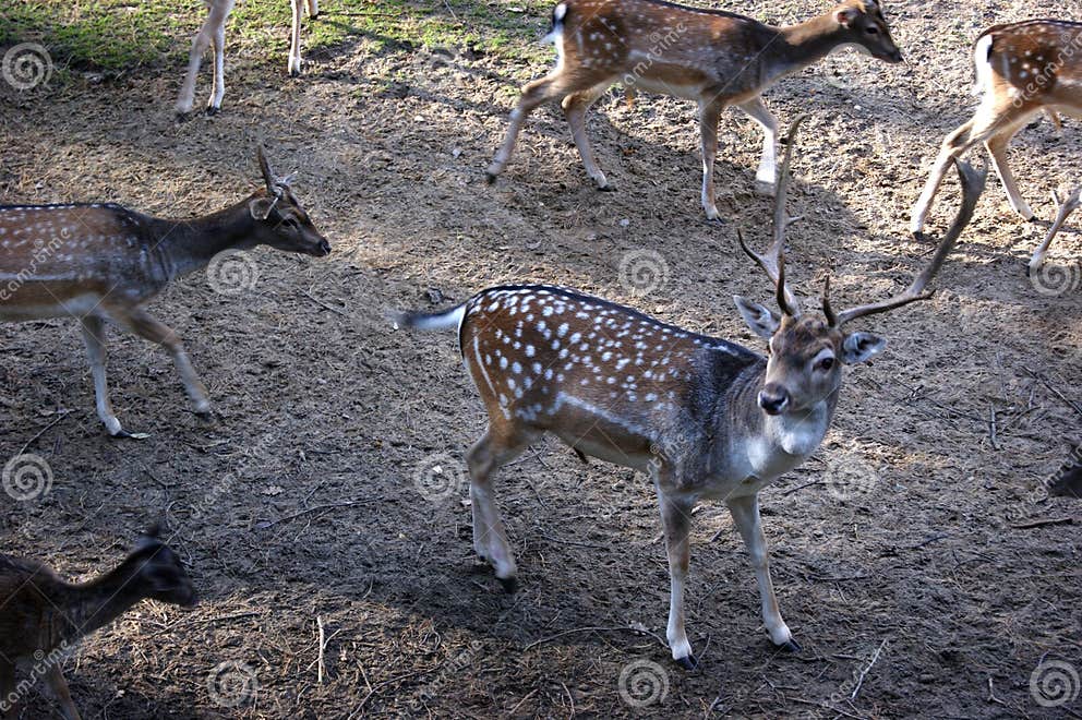 The stag stock photo. Image of strap, animal, white, grass - 92815658