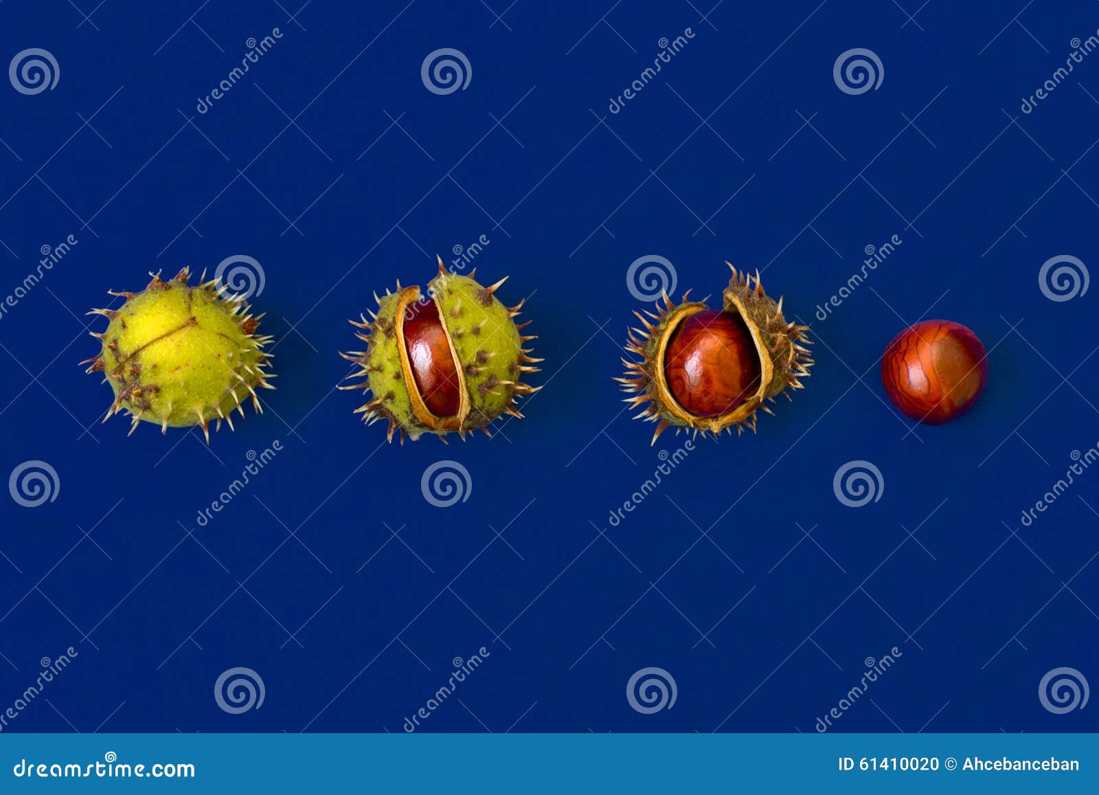 The Stage of Development of the Chestnut Stock Photo - Image of birth ...