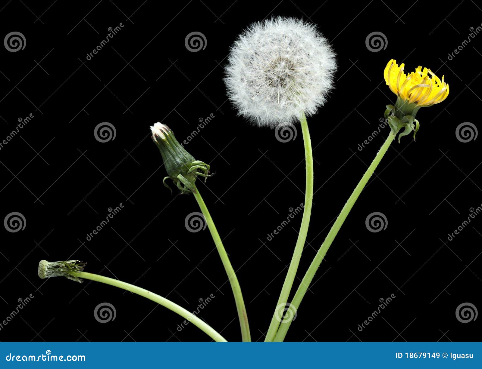 Stage of Development Dandelion Stock Image - Image of blooming, botany ...