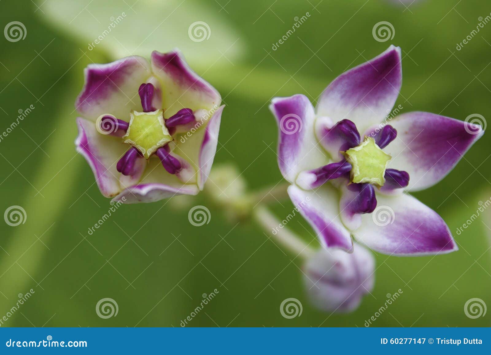Stage of flower stock image. Image of life, nature, flower - 60277147