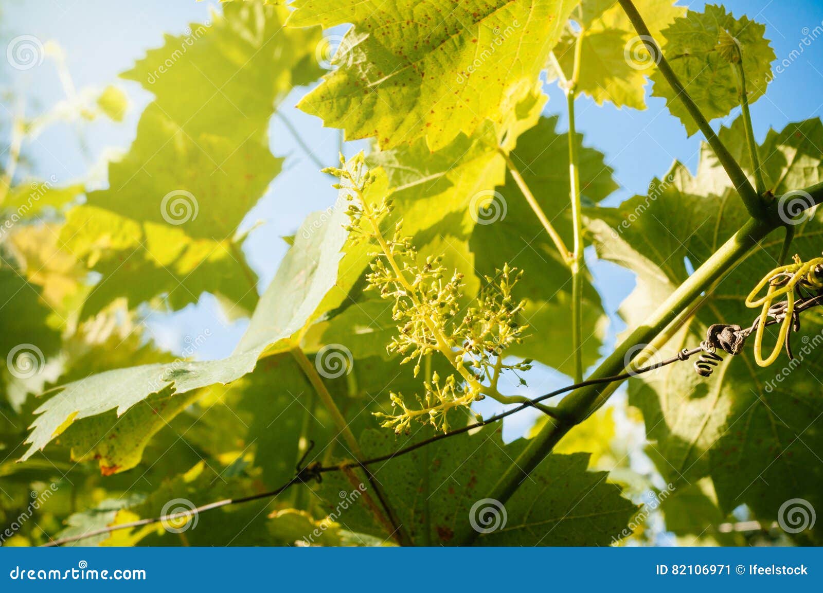 Stage of grape vine bloom stock image. Image of dislodged - 82106971