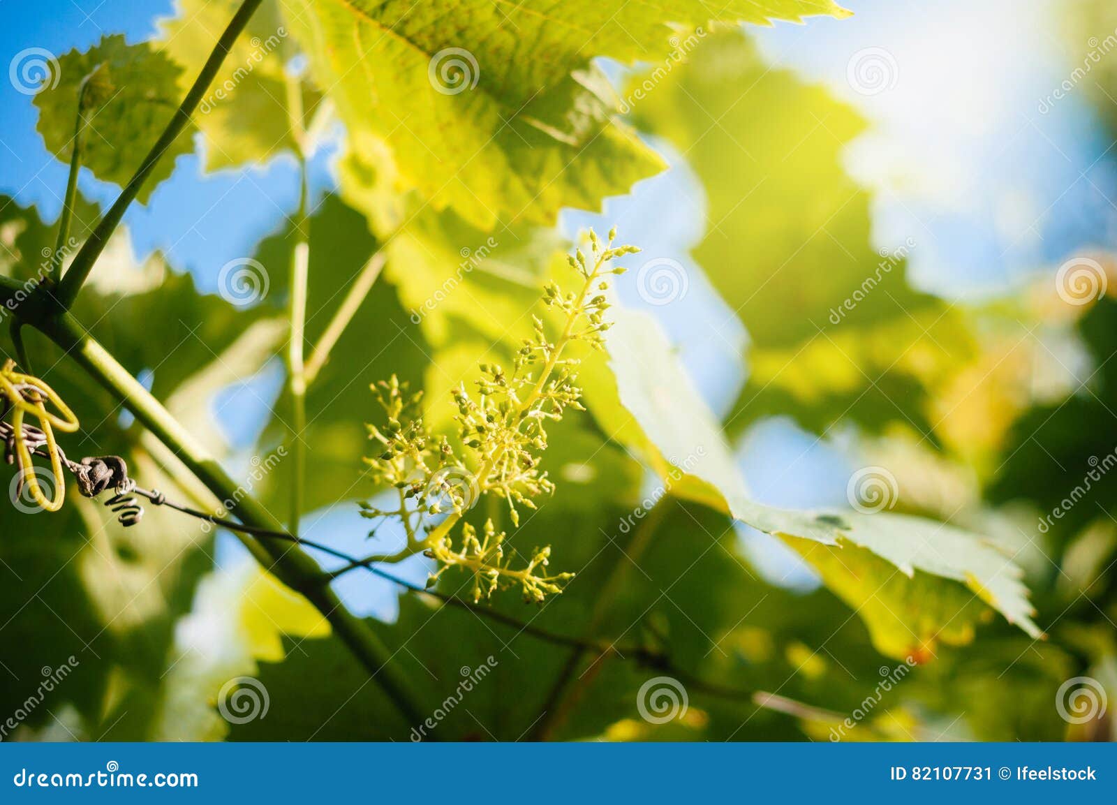 Stage of grape vine bloom stock image. Image of flowers - 82107731