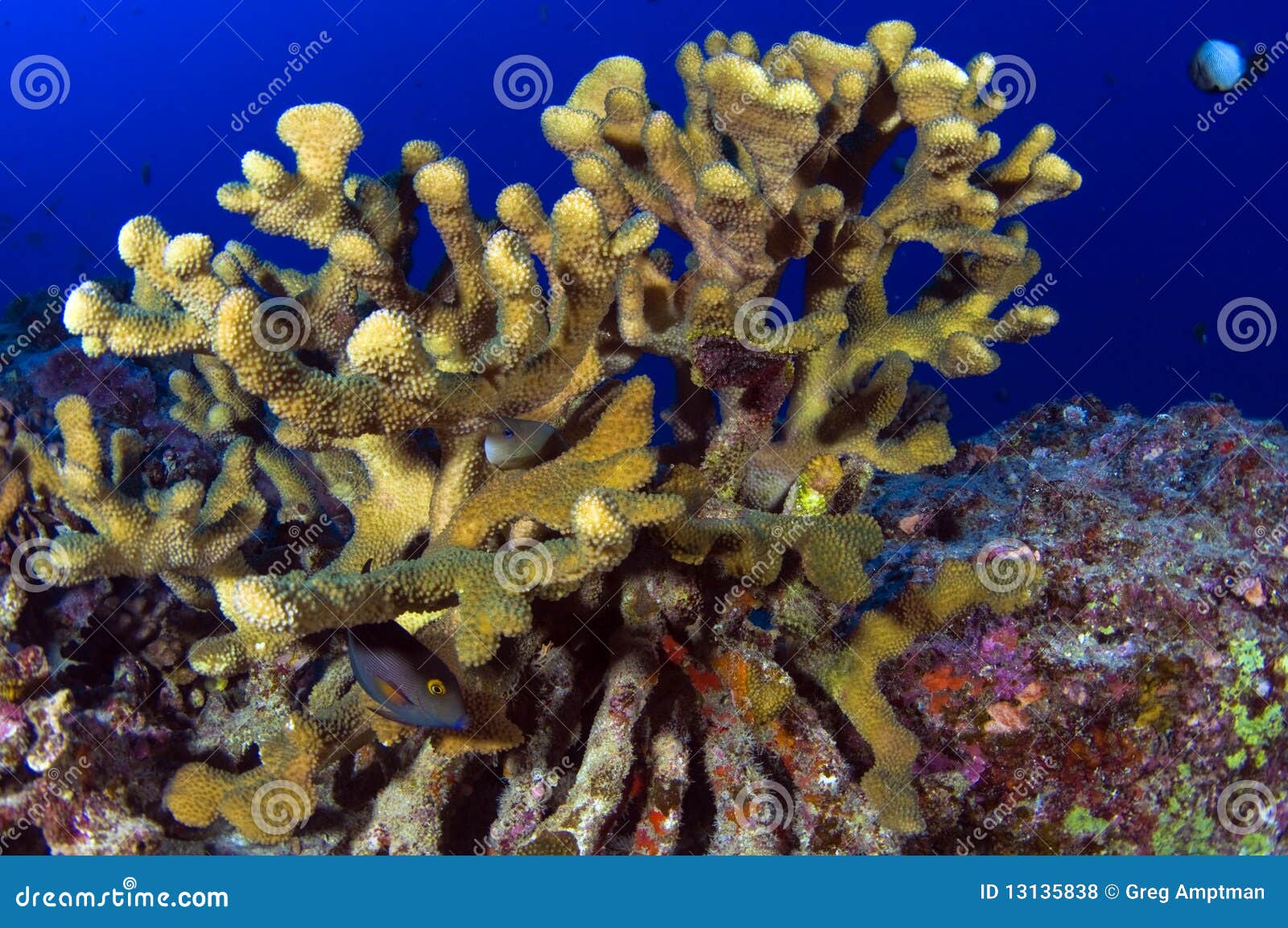 Stage Horn Coral stock photo. Image of pacific, blue - 13135838