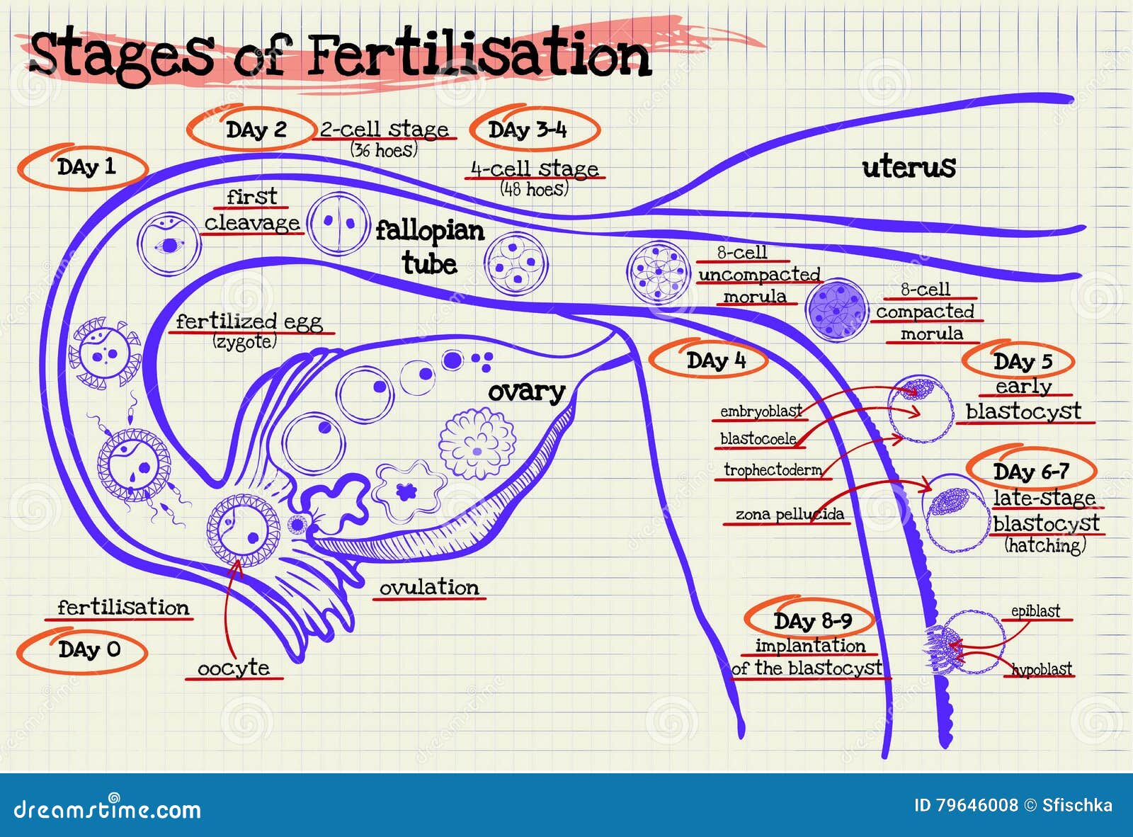 Human Fertilization Process Poster Cartoon Vector | CartoonDealer.com ... Human Fertilization Process Poster Cartoon Vector | CartoonDealer.com ...