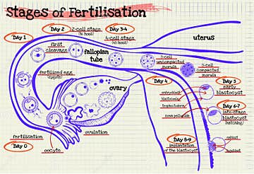 Stage Human Fertilization Diagram Stock Illustration - Illustration of ...
