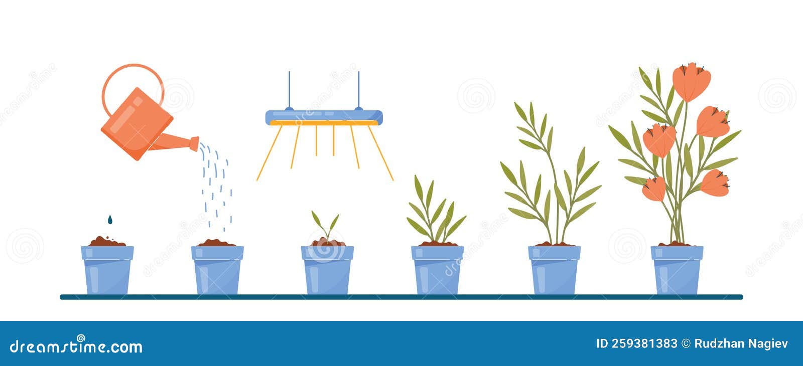 Stage steps of flower stock vector. Illustration of sapling - 259381383