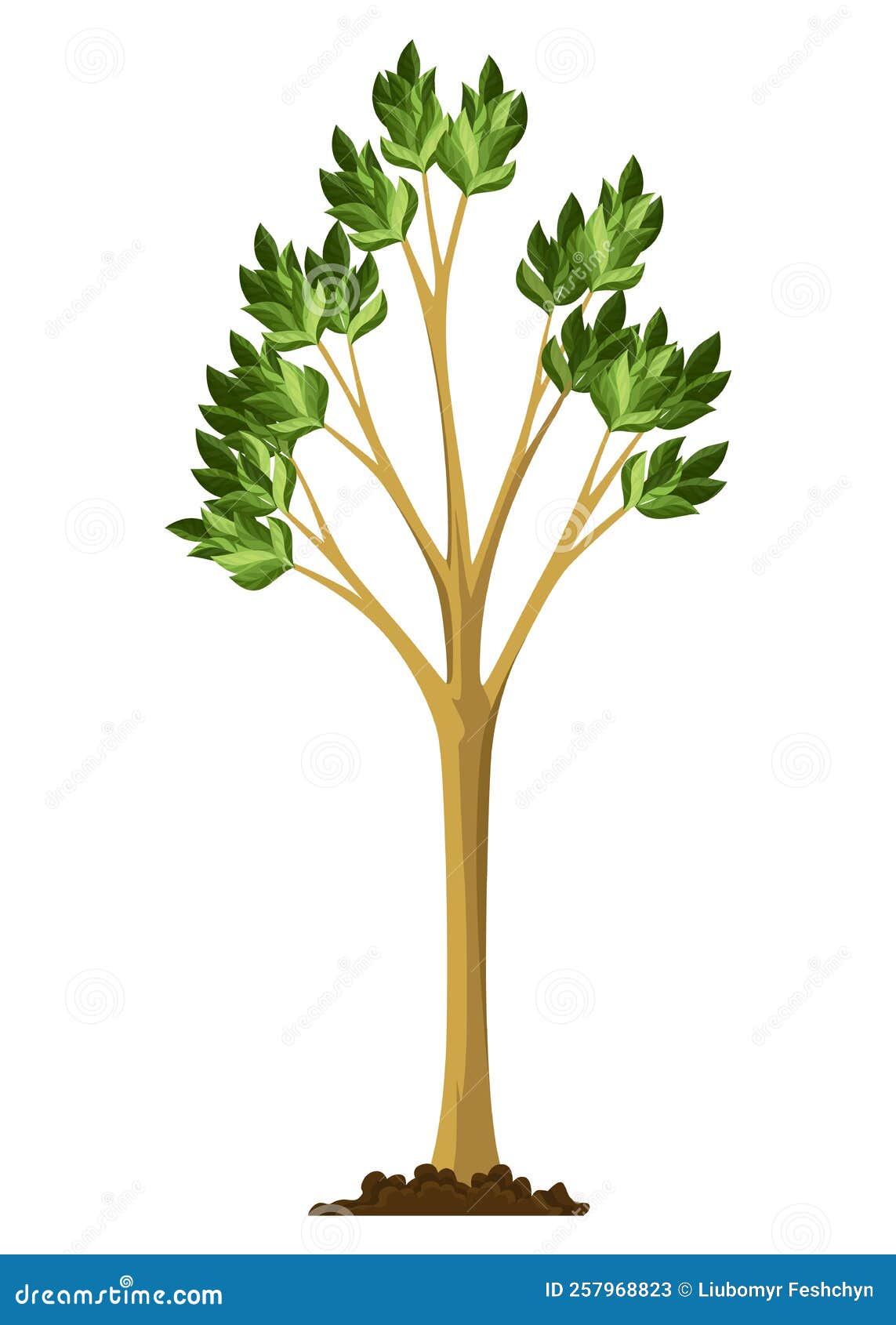 Stage of Tree Growth. Large Tree Growth with Green Leaf and Branches ...