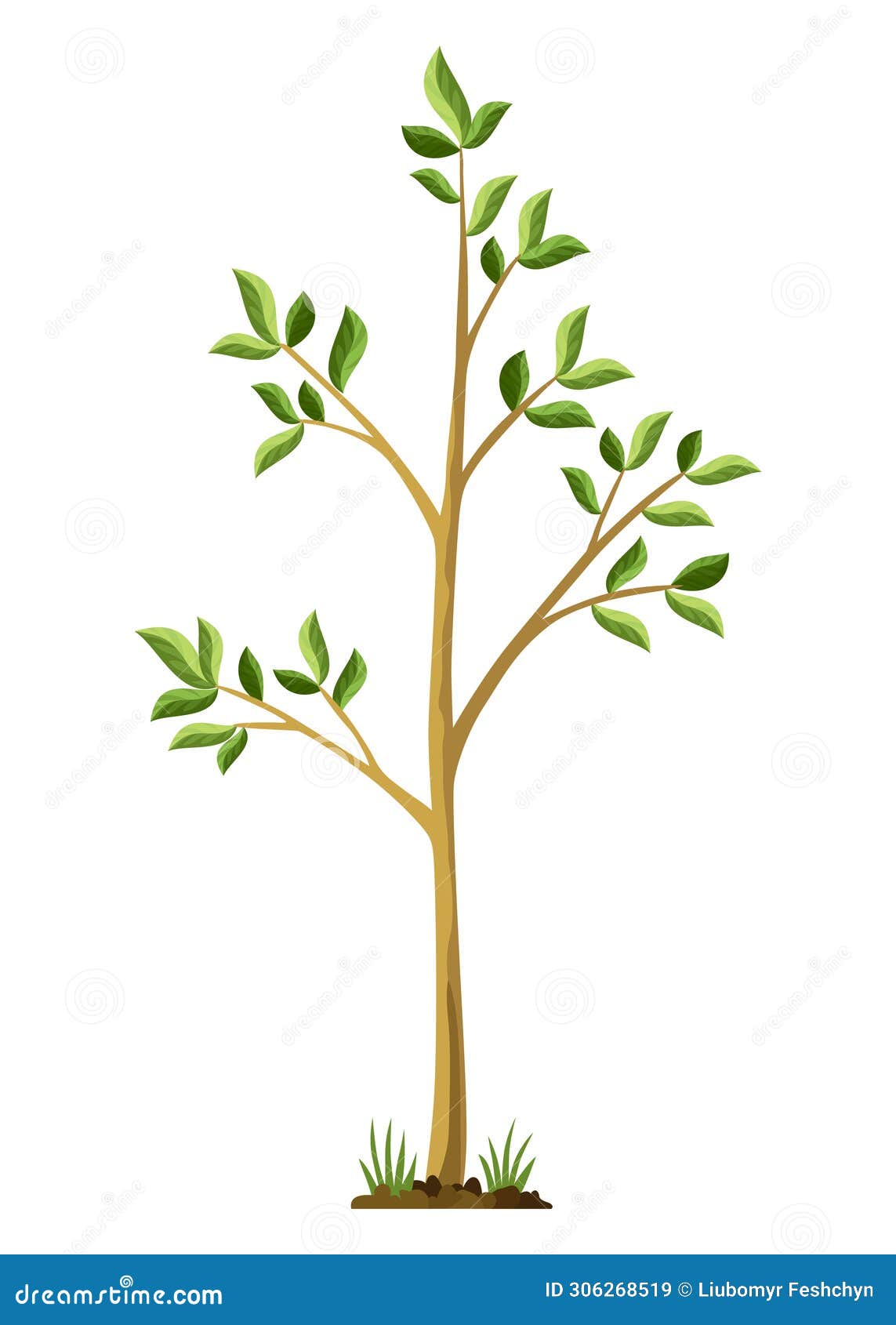 Stage of Tree Growth. Small Tree Growth with Green Leaf and Branches ...
