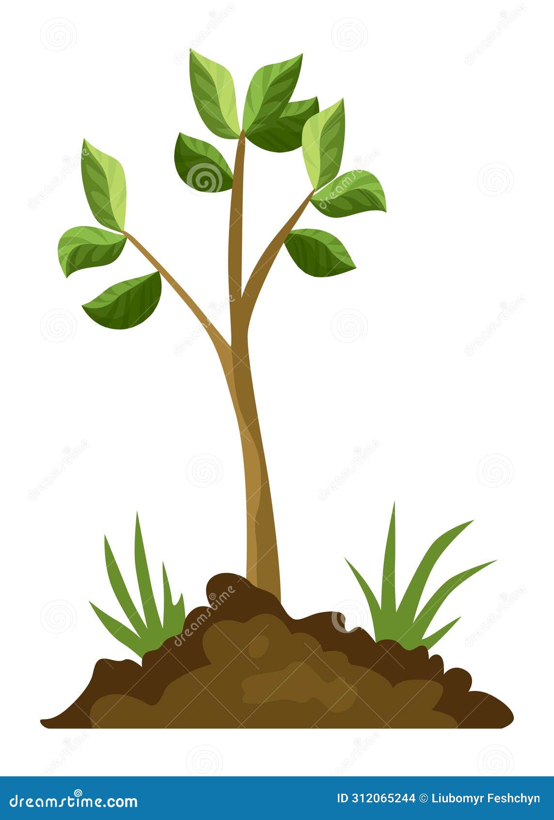 Stage of Tree Growth. Small Tree Growth with Green Leaf and Branches ...