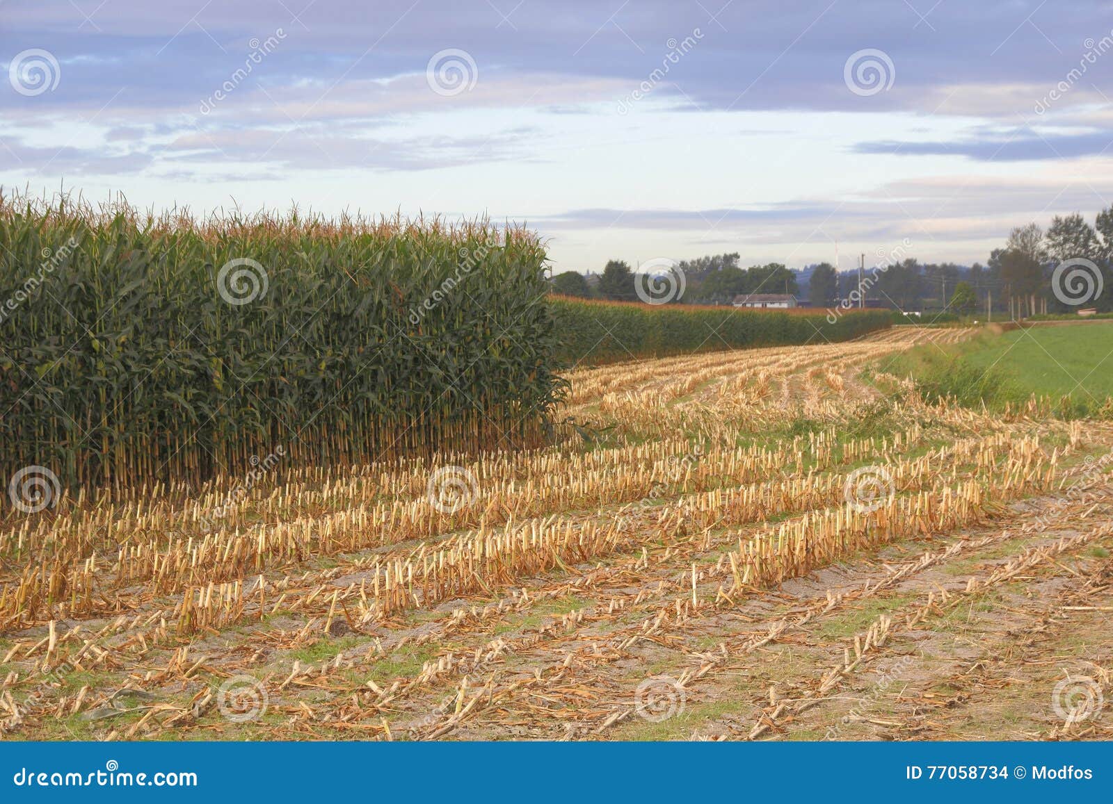Stages of Agricultural Harvesting Stock Photo - Image of stump, tall ...