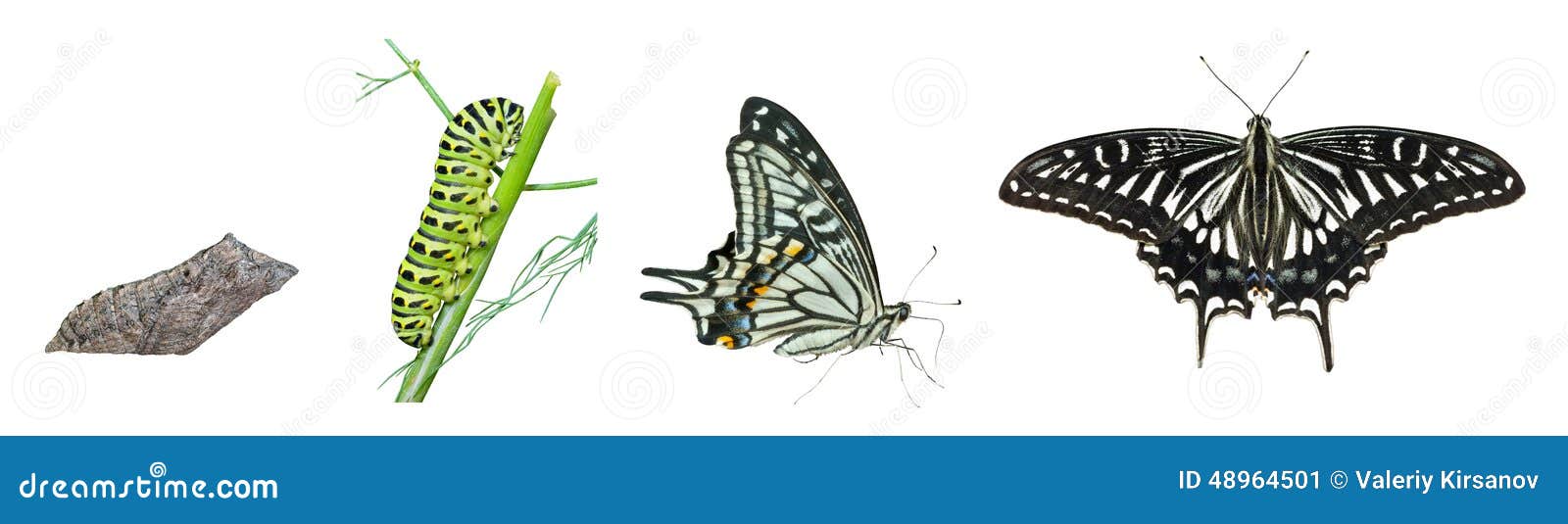 Stages of butterfly 4 stock illustration. Illustration of form - 48964501