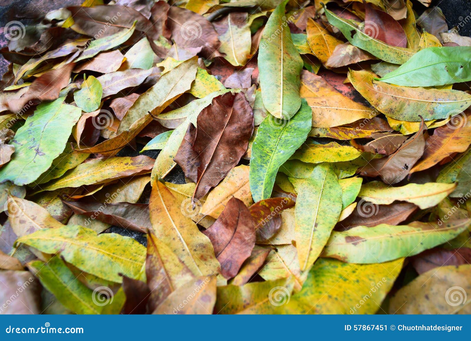 Stages Covered with Autumn Foliage Stock Image - Image of steps ...