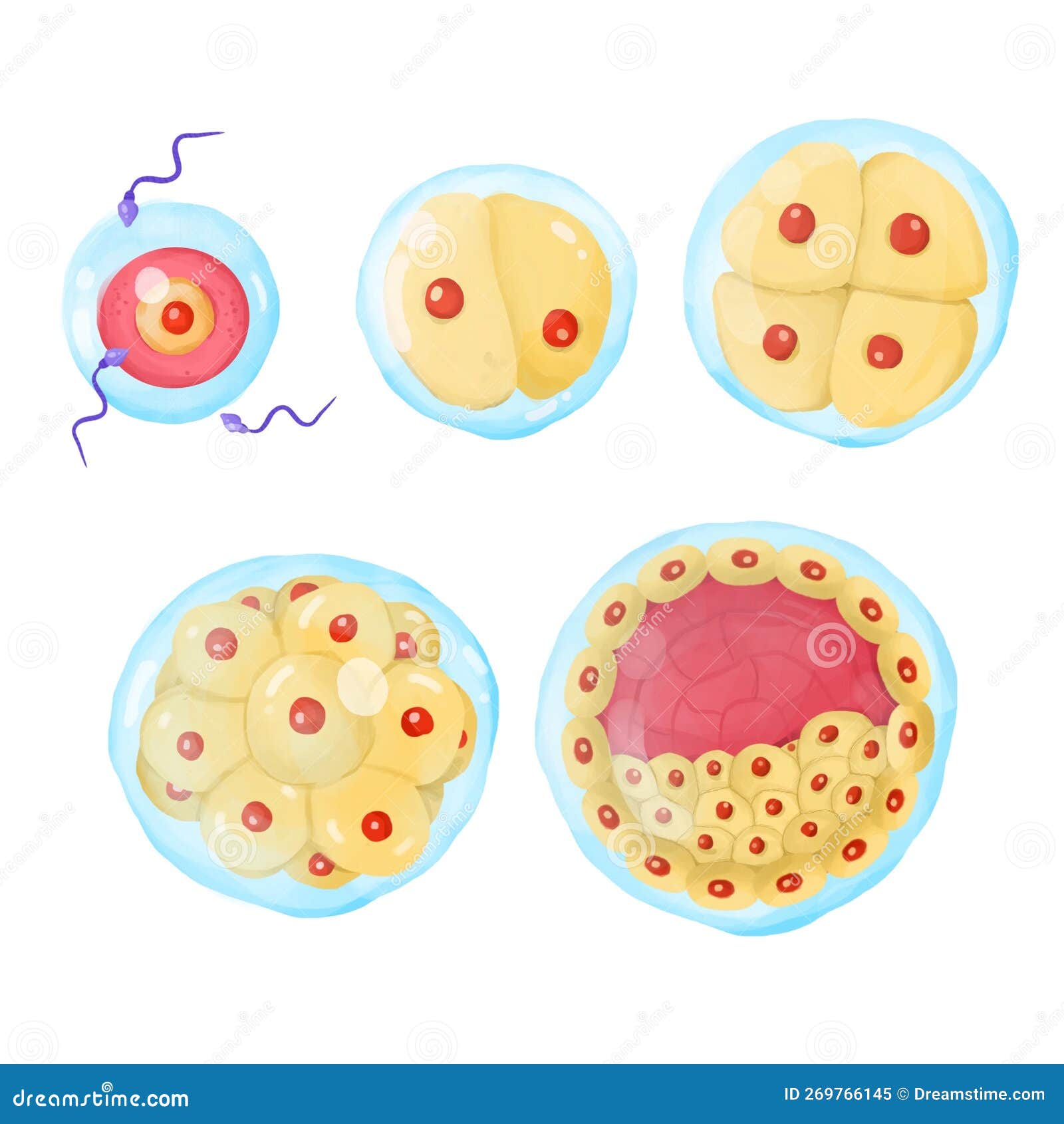 The Stages Of Embryo Development. Stock Image | CartoonDealer.com ...