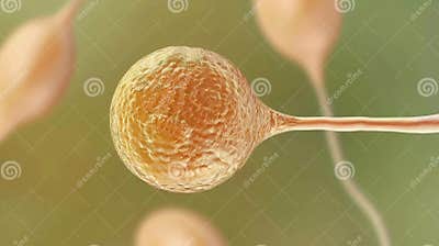 Stages of Embryo Development Ovulation of Secondary Oocyte and ...