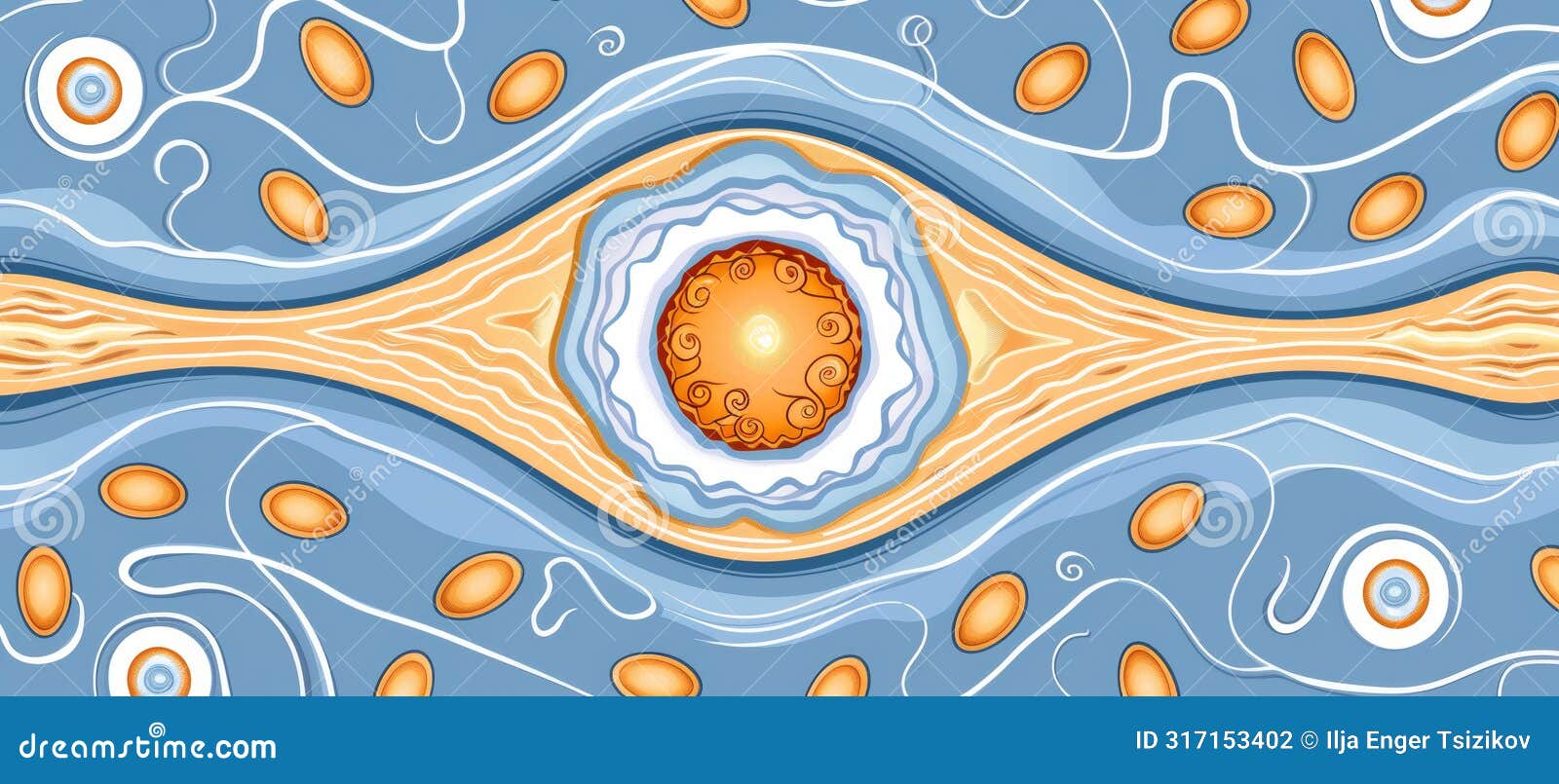 Ovulation Steps Infographic Diagram, Ovarian Cycle, Anatomy Of Female ...