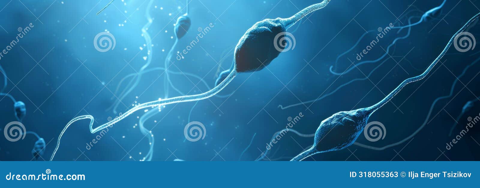 Stages of Embryo Development Ovulation of Secondary Oocyte and ...