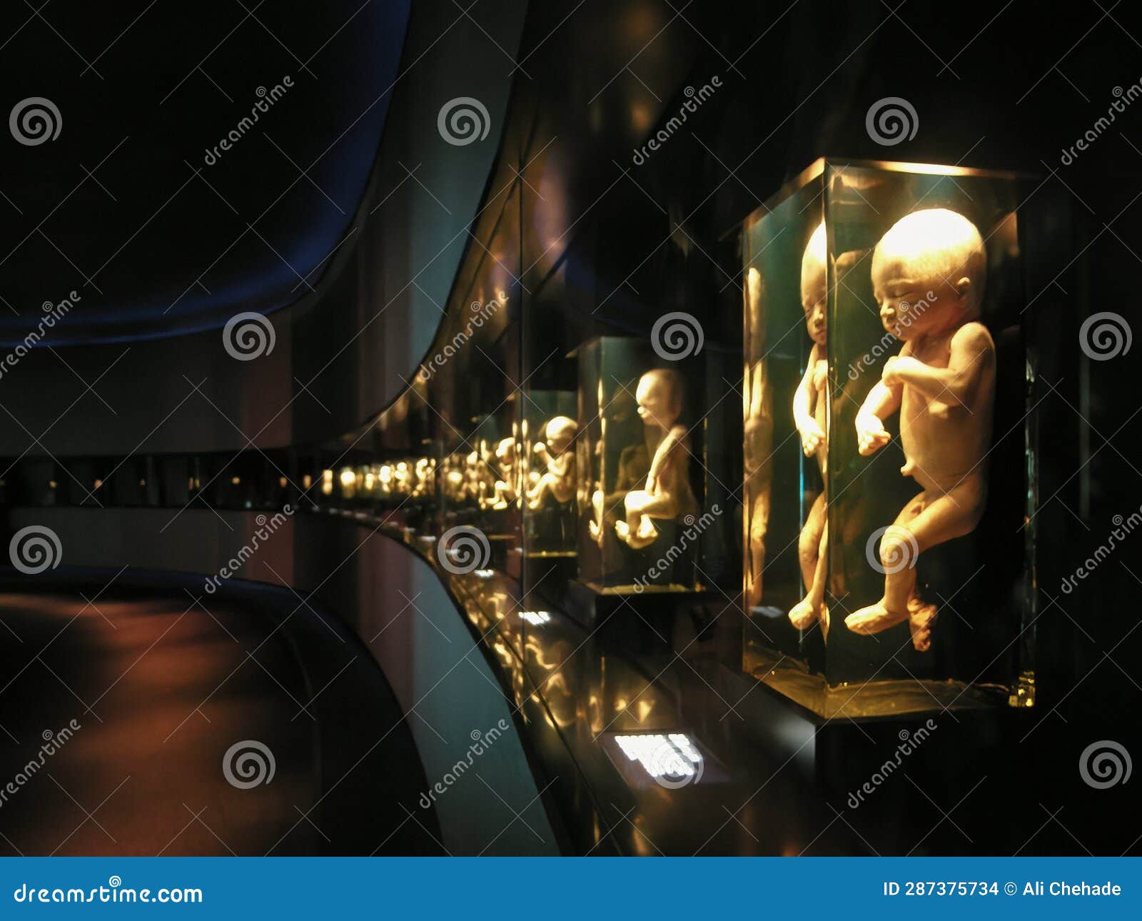 The Stages of Fetal Development on Display at a Museum Editorial Stock ...