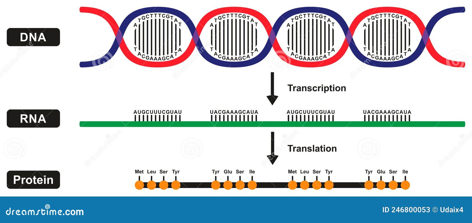 Stages Of Formation Of MRNA RNA And Protein By DNA Strand Infographic ... Stages Of Formation Of MRNA RNA And Protein By DNA Strand Infographic ...