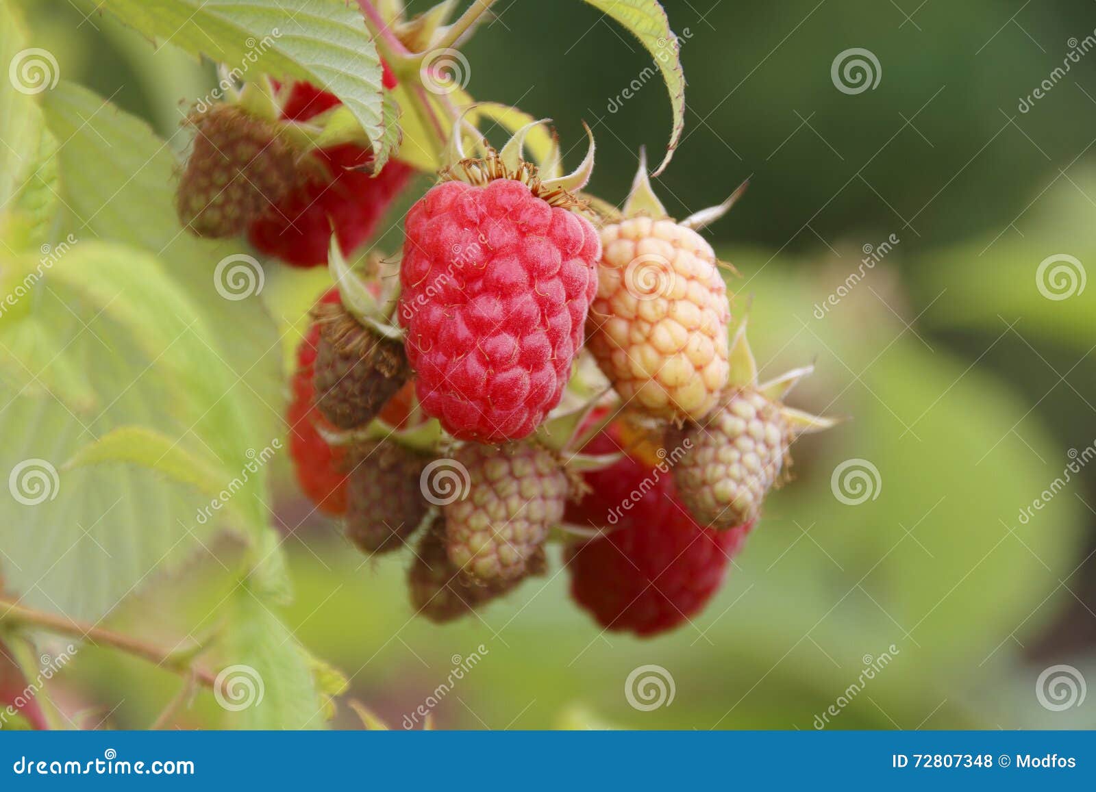 Stages of Fruit Ripening stock photo. Image of nature - 72807348
