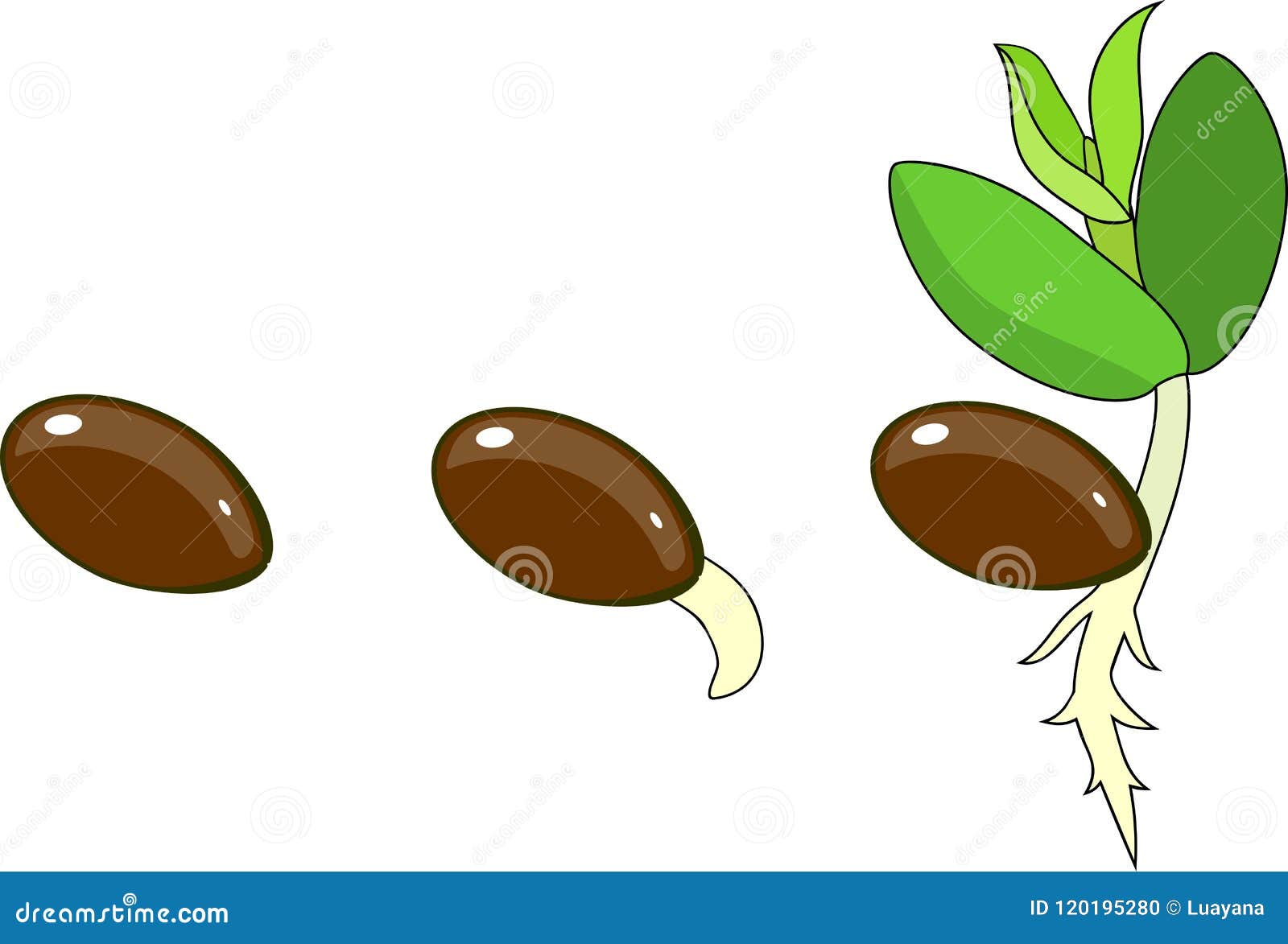 Stages Of Germination Of Seed Vector Illustration | CartoonDealer.com ...
