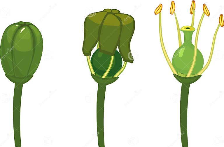 Stages of Grape Flower Bloom and Structure of Grape Flower Stock Vector ...