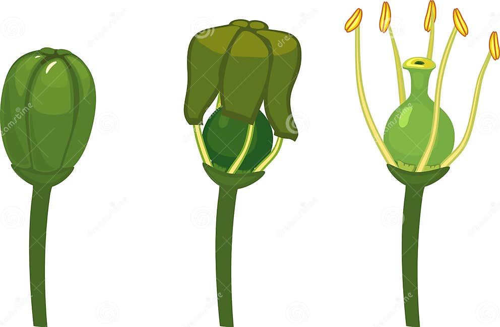 Stages of Grape Flower Bloom and Structure of Grape Flower Stock Vector ...