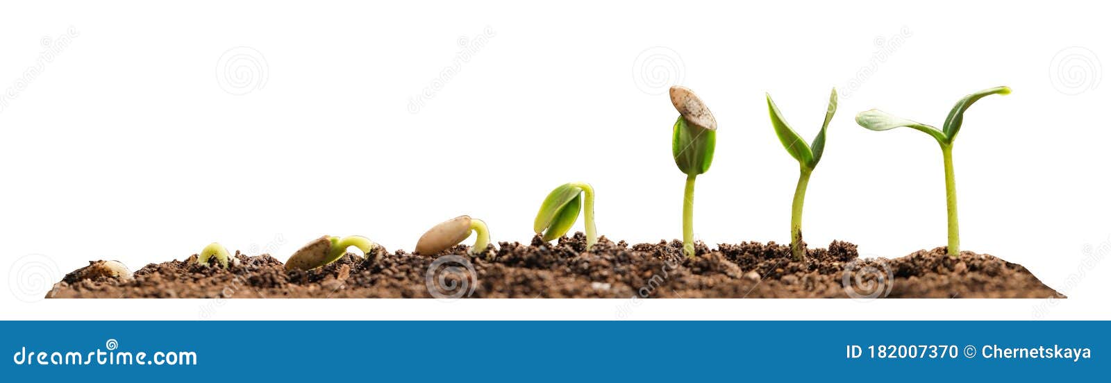 Stages Of Growing Seedling In Soil On Background. Banner Design Royalty ...