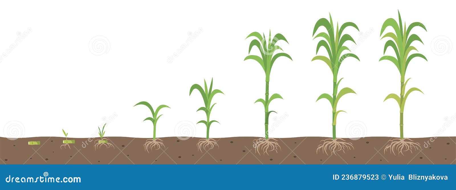 The Stages Of Growing Sugarcane With Root System View In The Soil ... The Stages Of Growing Sugarcane With Root System View In The Soil ...